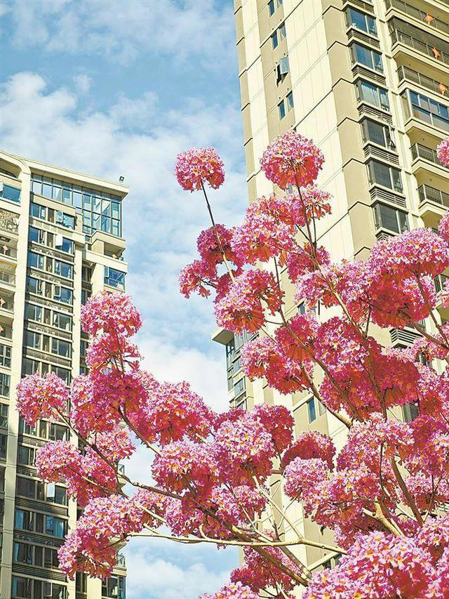 冬日藏浪漫，厦门绝美花路上线! 时令赏花路线→