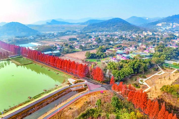 红杉染村郭 乡村入画来