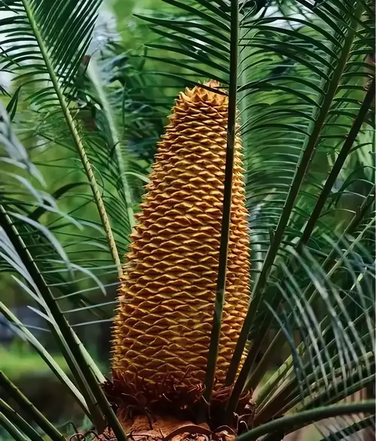 活化石的生存智慧! 苏铁和甲虫用红外光聊了亿年，人类刚看懂