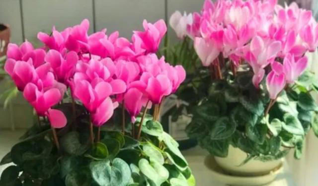 4种漂亮花，大冷天也能开，适合室内养