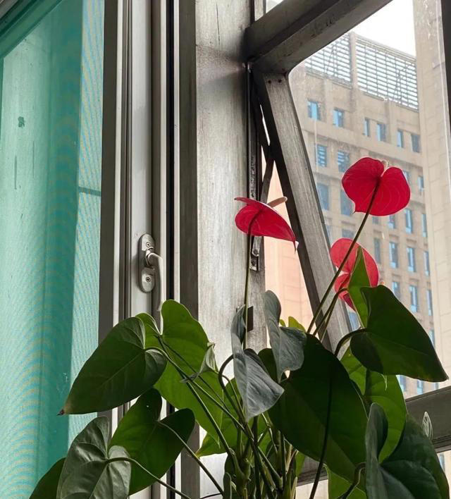 5种超长待机的花，开花全年不败，养一盆简直太划算了!