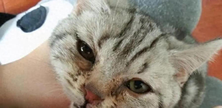 猫咪眼角泪痕红，7大原因揭秘，擦眼泪真的有效吗?