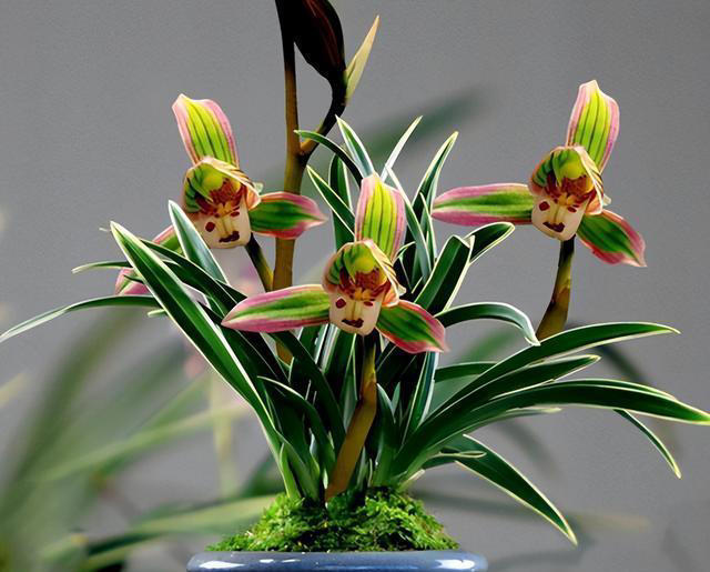 兰花界的“香香公主”，花苞碗口大，香味顶级，能多季绽放