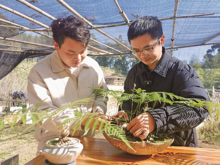 仿野栽培 “活化石”变成“绿宝石”