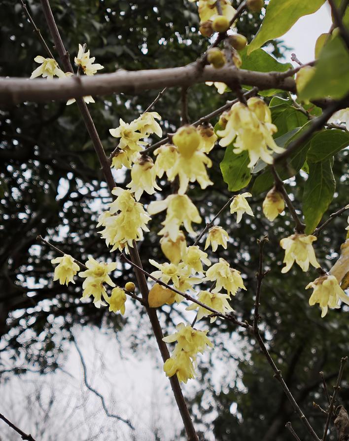 香气四溢 255岁蜡梅盛开