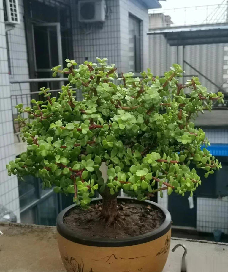 养肉十年经验：5种高贵肉放客厅，招财又旺家!