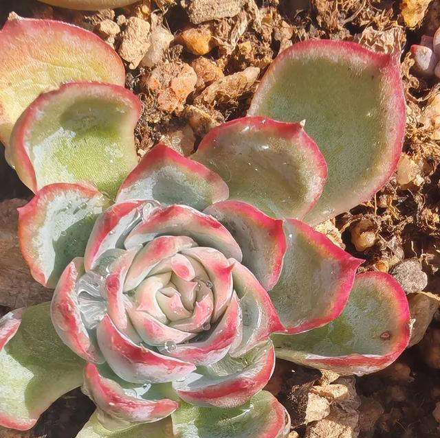 阳台党的多肉，太阳下太漂亮! 荣耀100拍照好，你多肉过冬怎样?