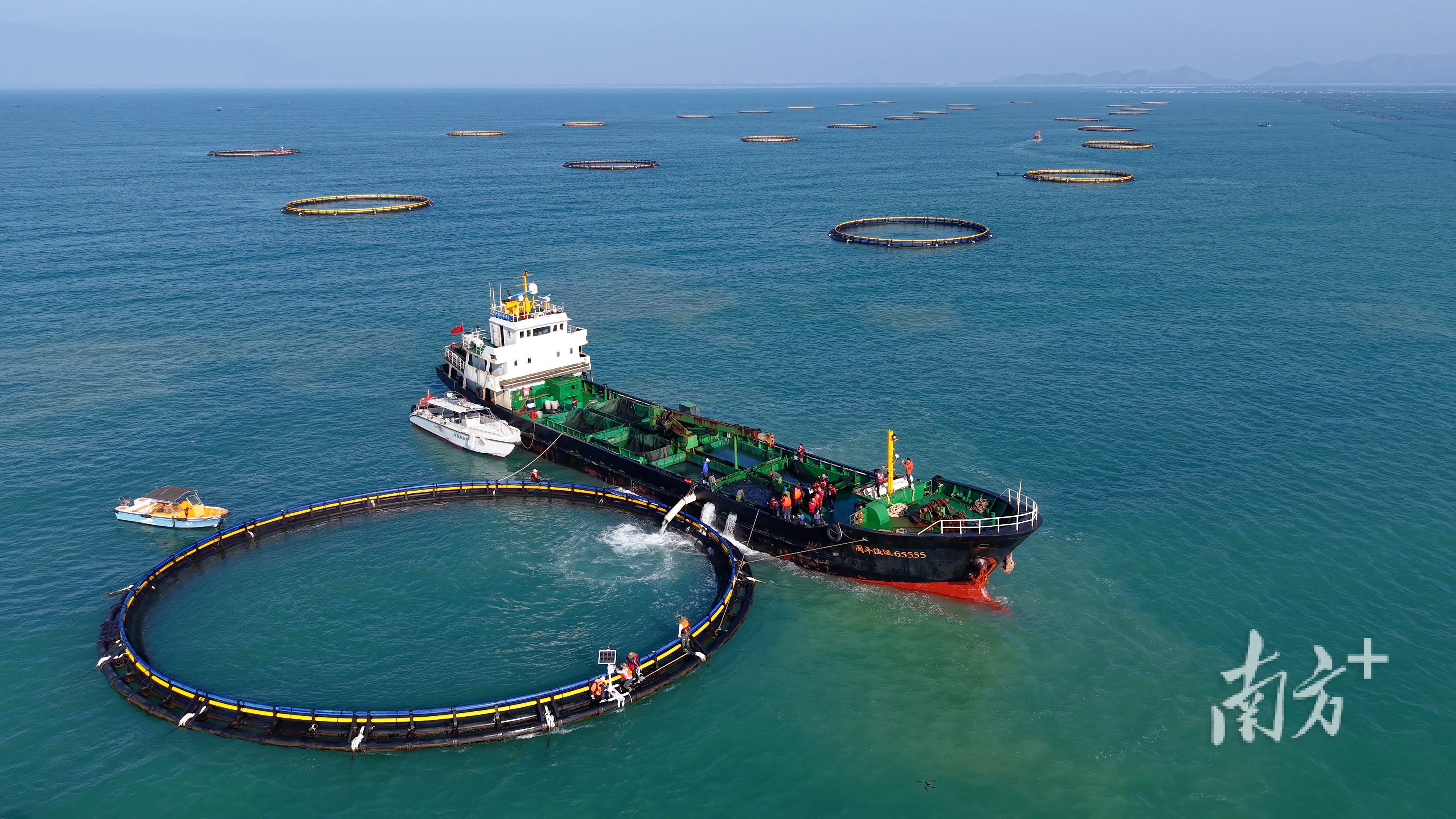 近100万斤!汕尾碣石湾现代化海洋牧场投放首批鱼苗