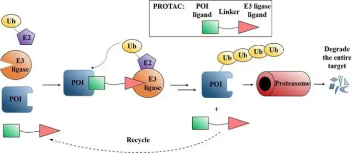 AbMole详解：PROTAC跨越不可成药，精准靶向蛋白降解
