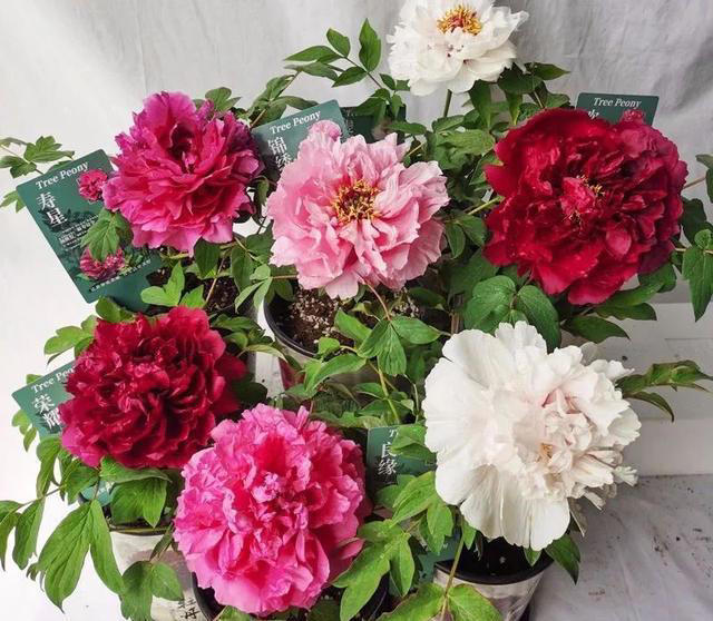 5种富贵花，都是“怕热鬼”，0度冻一冻，春天狂开花