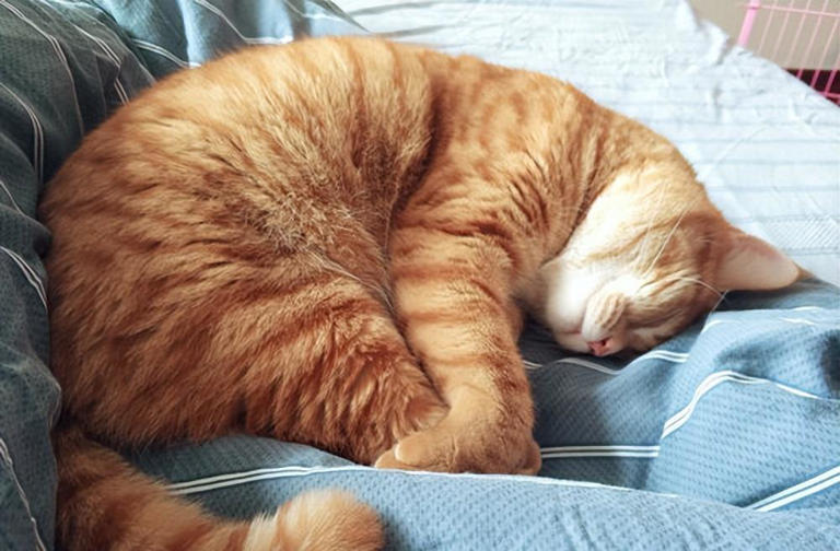 一只猫的睡觉位置，暴露了猫咪爱你的程度