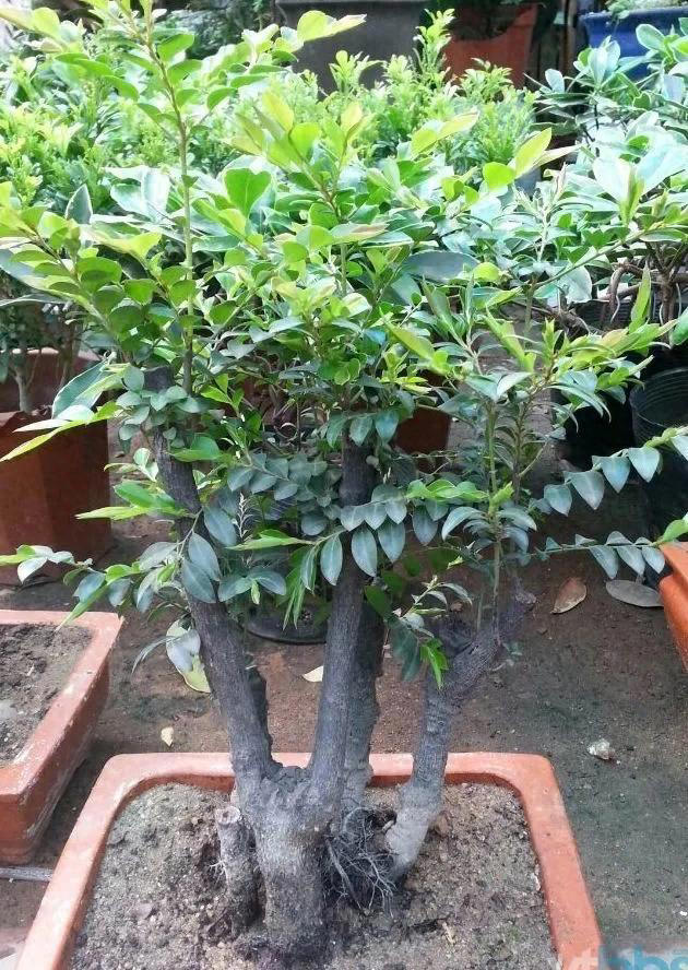 养小叶紫檀盆栽只需3招!叶子油亮不黄，越养越精神