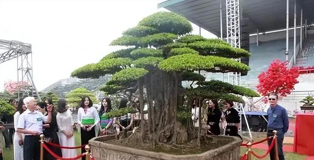 7年育出“龙之花”盆景，210万还不卖!