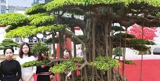 7年育出“龙之花”盆景，210万还不卖!