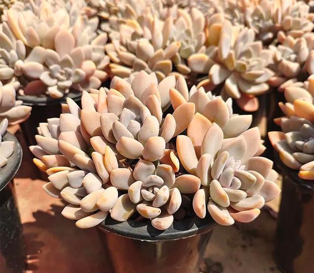 天气转凉，多肉冬美人，学会3个小窍门，越长越漂亮~