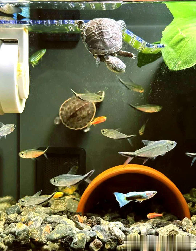 龟安全混养有多快乐? 打造和谐龟缸快乐翻倍指南来了