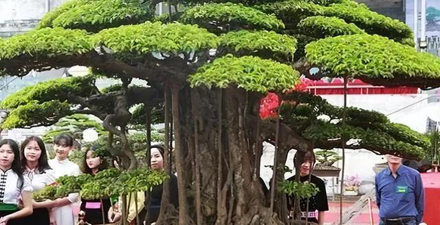 7年育出“龙之花”盆景，210万还不卖!