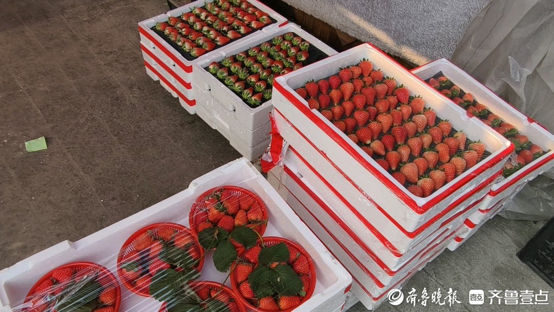 壹点调查｜草莓使用“膨大剂”催熟上市? 专家：一般不会使用