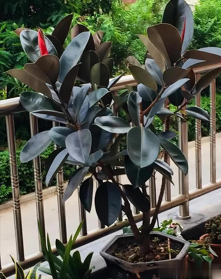 居家绿植这样种，简单5招让它枝繁叶茂，空气变好!