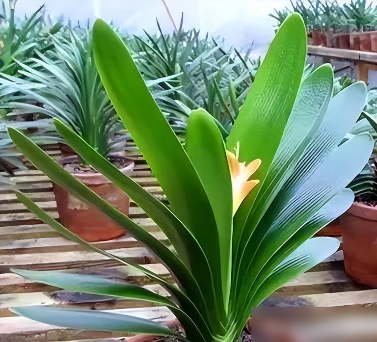 霉运最怕这2种花，客厅摆一盆，聚财养人，后悔没早养