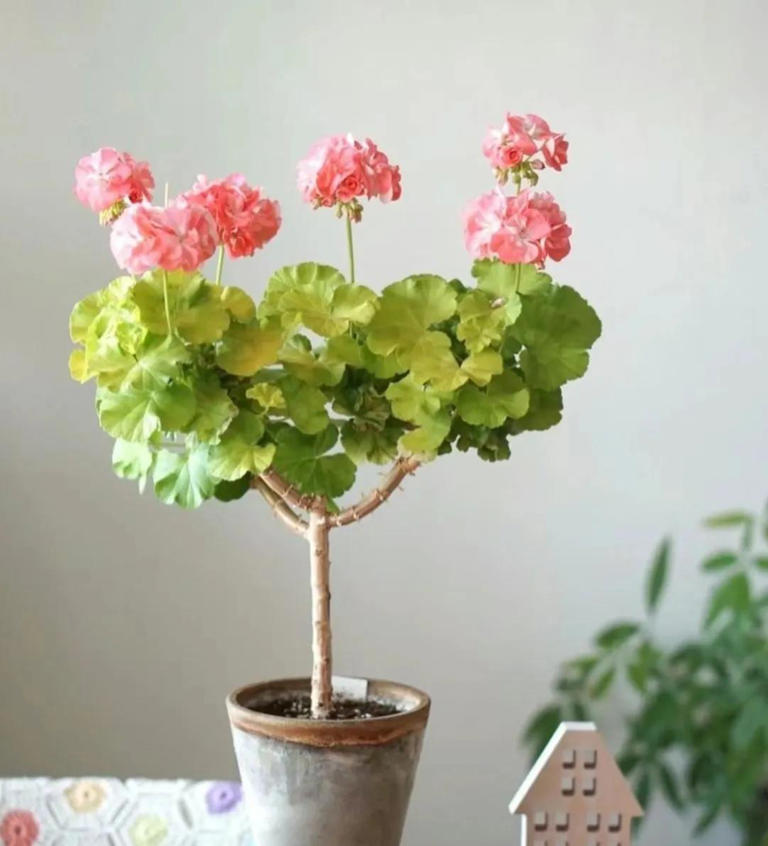 这些花不扦插后悔整年!遇土生根，当年就能开花