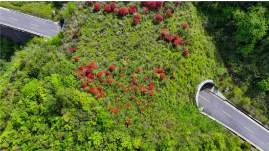 梵净山开辟生态廊道为黔金丝猴打造安居乐园