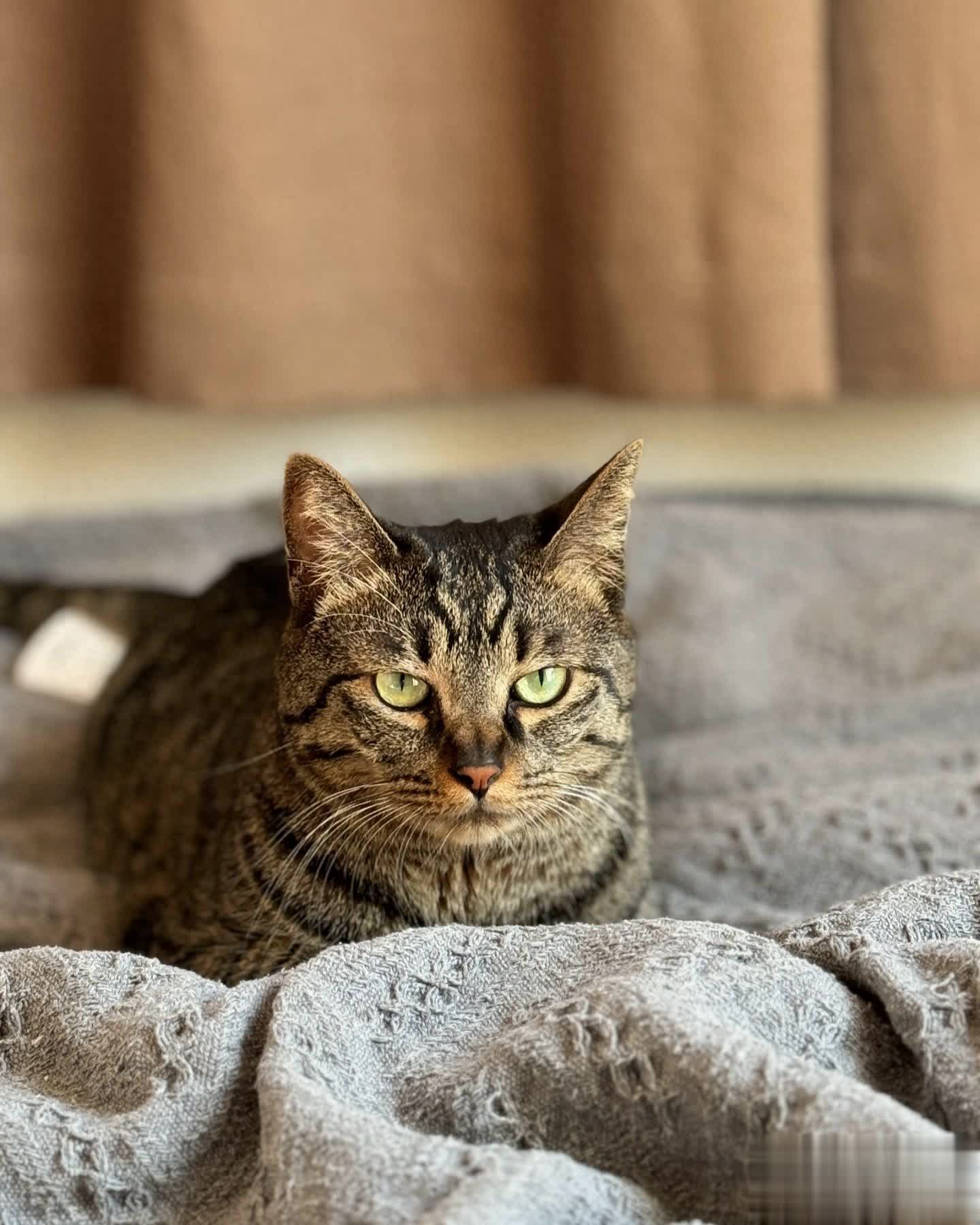 猫咪爱“日光浴”的原因! 揭秘晒太阳对猫咪的几大好处