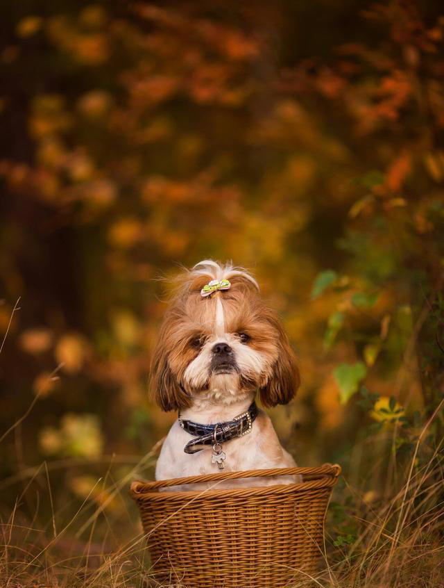 狗狗的一生只有十几年，但它把一辈子都给了你