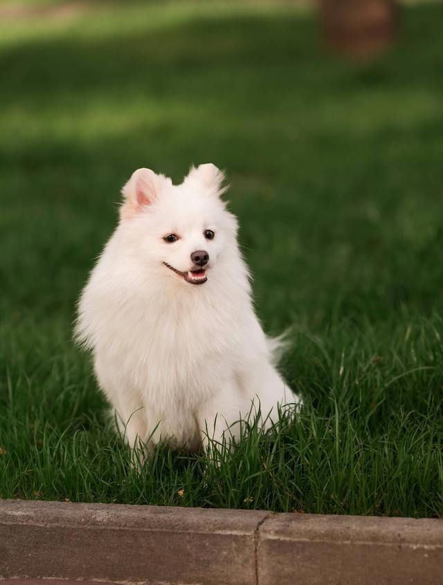 狗狗的一生只有十几年，但它把一辈子都给了你