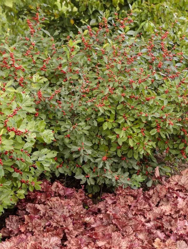 新年氛围TOP级的网红——北美冬青