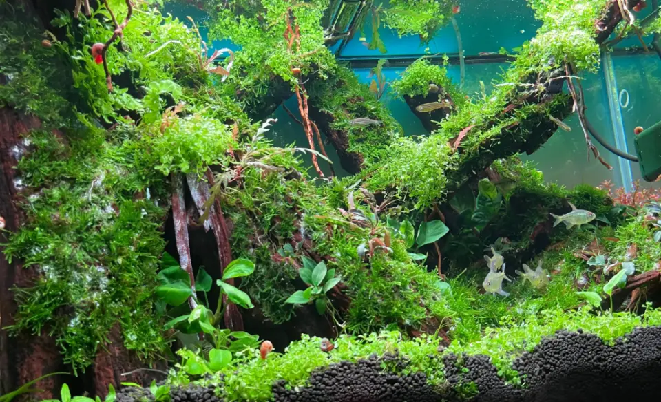 鱼缸出现不明生物，形似蝗虫泳速超快，网友：快除掉，不然鱼会团灭!