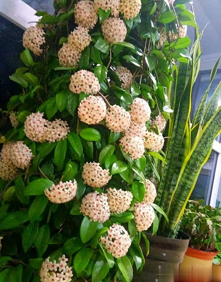 专为北阳台而生的耐阴花，好养香艳爱开花!