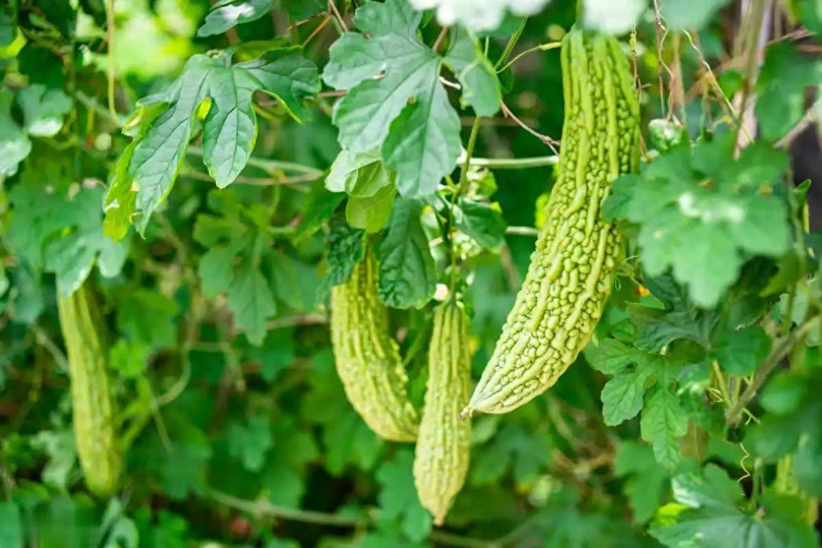 苦瓜真相：不止降糖，常吃后身体悄悄有这5点变化!
