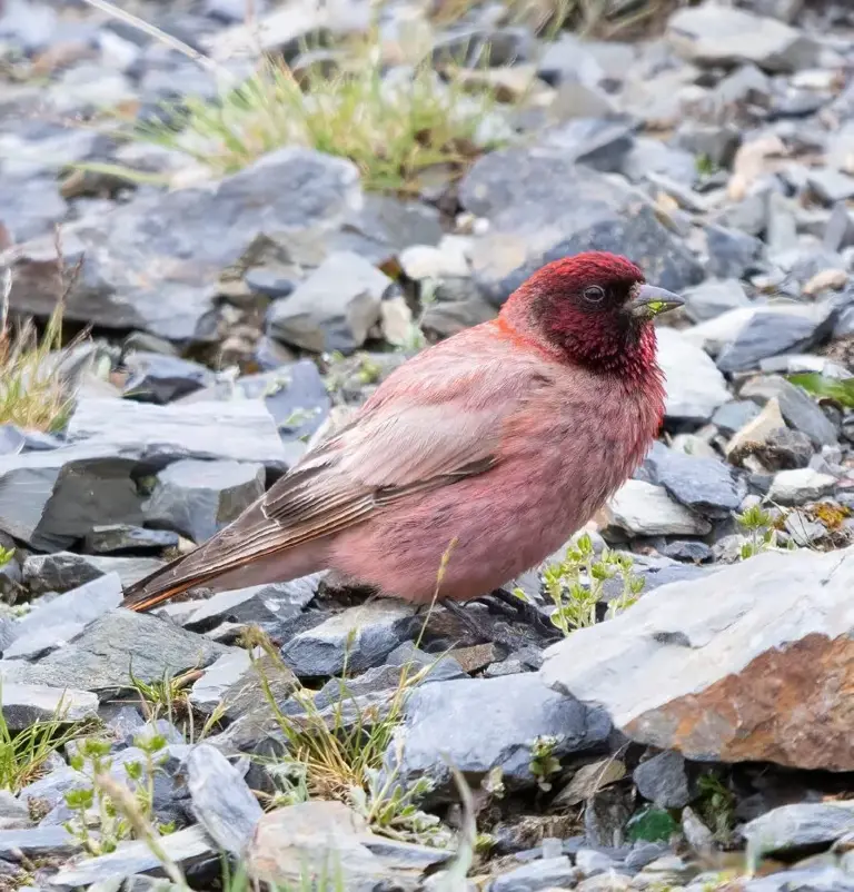 高原粉色精灵藏雀：中国独有的稀世小鸟，4500米高空才得见!