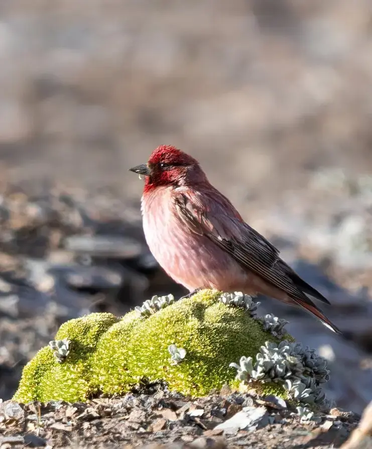 高原粉色精灵藏雀：中国独有的稀世小鸟，4500米高空才得见!