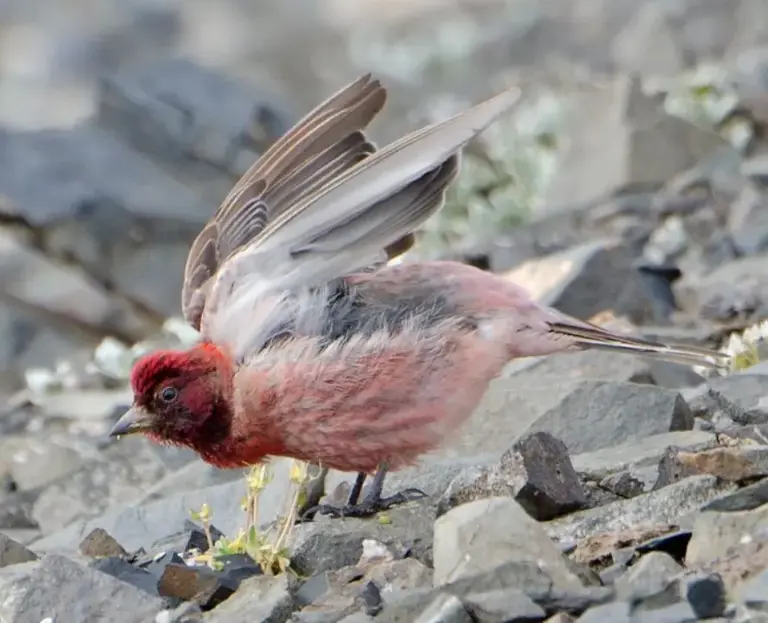 高原粉色精灵藏雀：中国独有的稀世小鸟，4500米高空才得见!