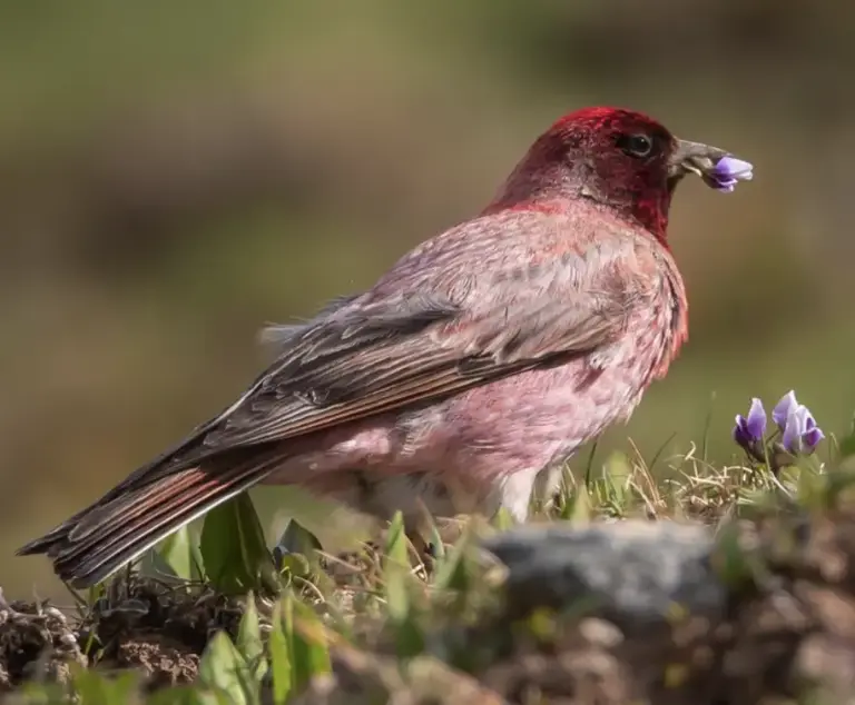 高原粉色精灵藏雀：中国独有的稀世小鸟，4500米高空才得见!