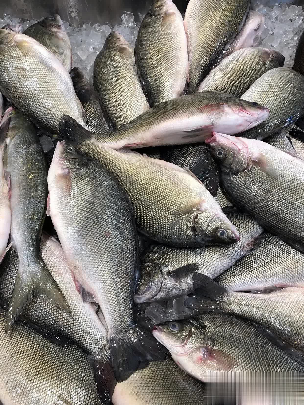 鲩鱼与草鱼：两种相似却大有不同的鱼类