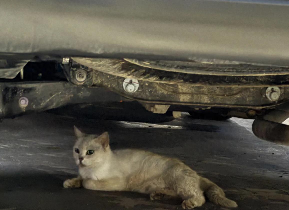 猫咪走丢后最想去的3个地方，你家猫可能也在这!