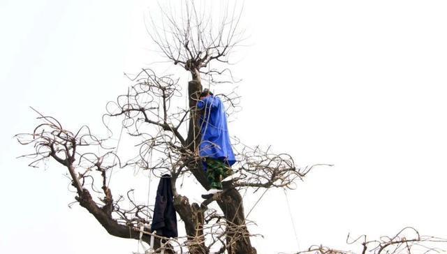 采掘回来的生桩，按照这5点来处理，成活率提升很高，快试试