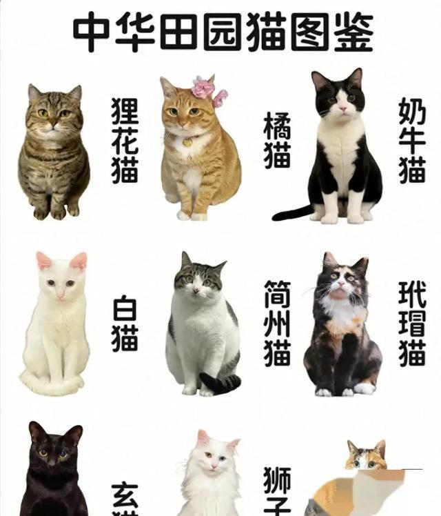 一文带你认识中华田园猫! 说不定你养的就是!