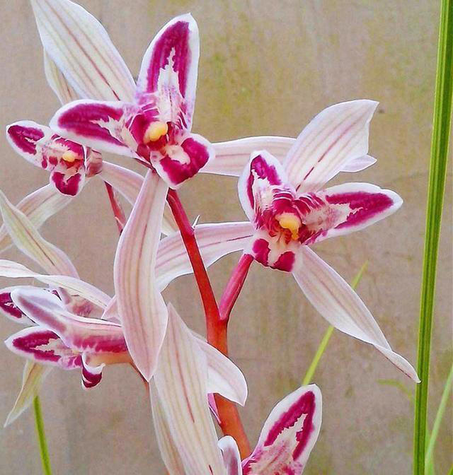 40岁阿姨的兰花火了，一朵花两种意境，成活率高，香味更是不含糊