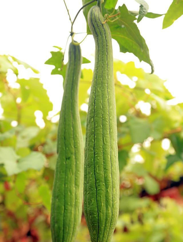 为什么孕妇不能吃丝瓜