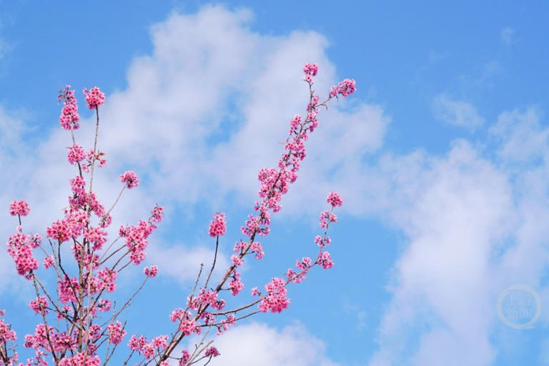 冬趣（394）｜上游主题摄影征稿作品展——李勇作品