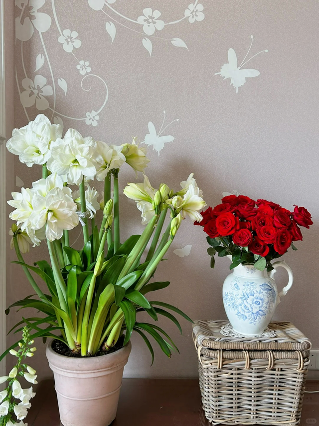 重庆32岁太太因朱顶红让客厅走红，网友：一花成景，它不火谁火