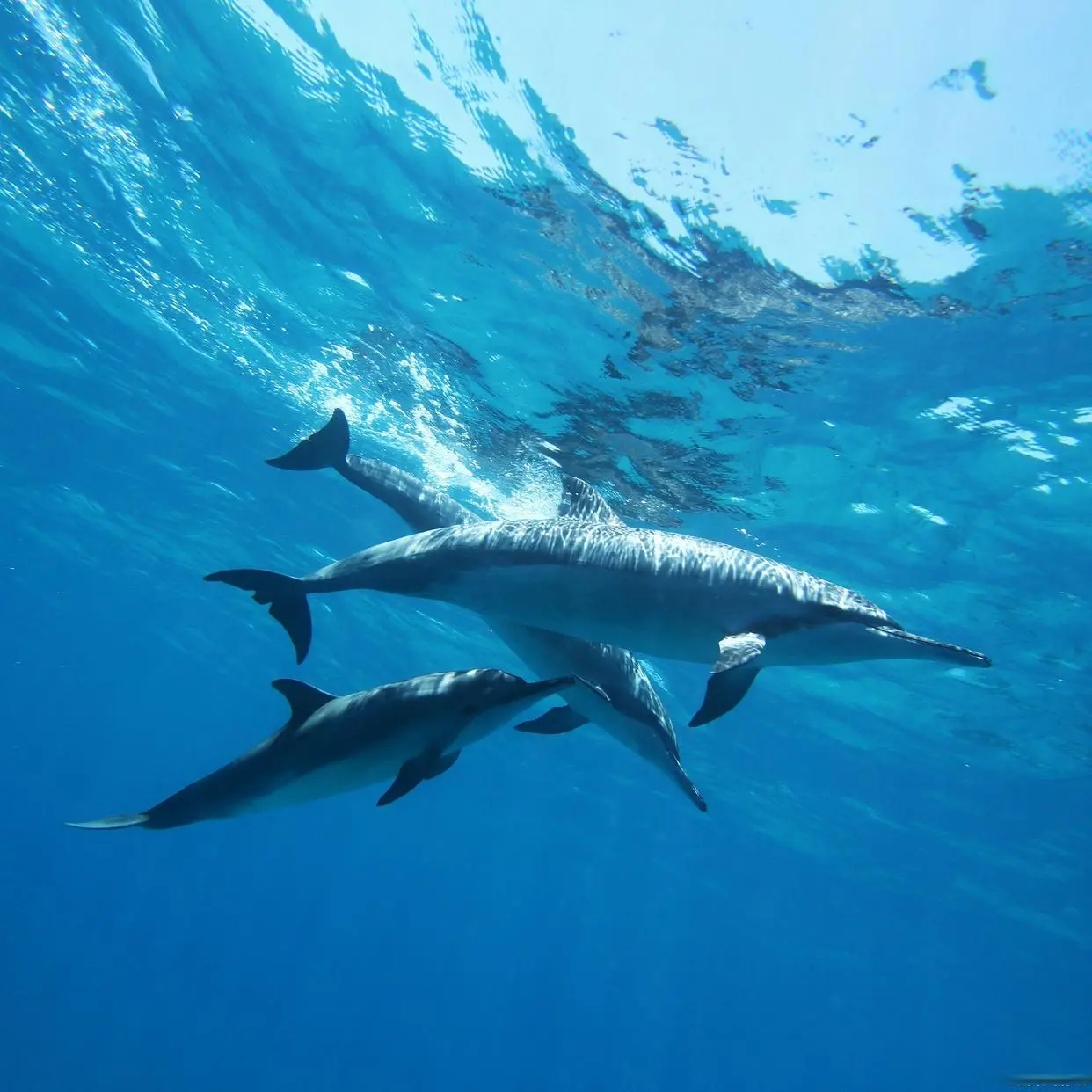 海豚下潜与馒头膨胀，竟是一回事? 一个公式看透生命智慧