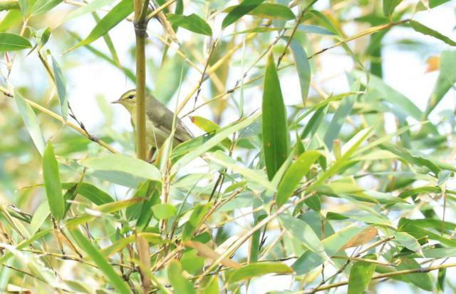 三种安徽省罕见鸟类在大别山现身