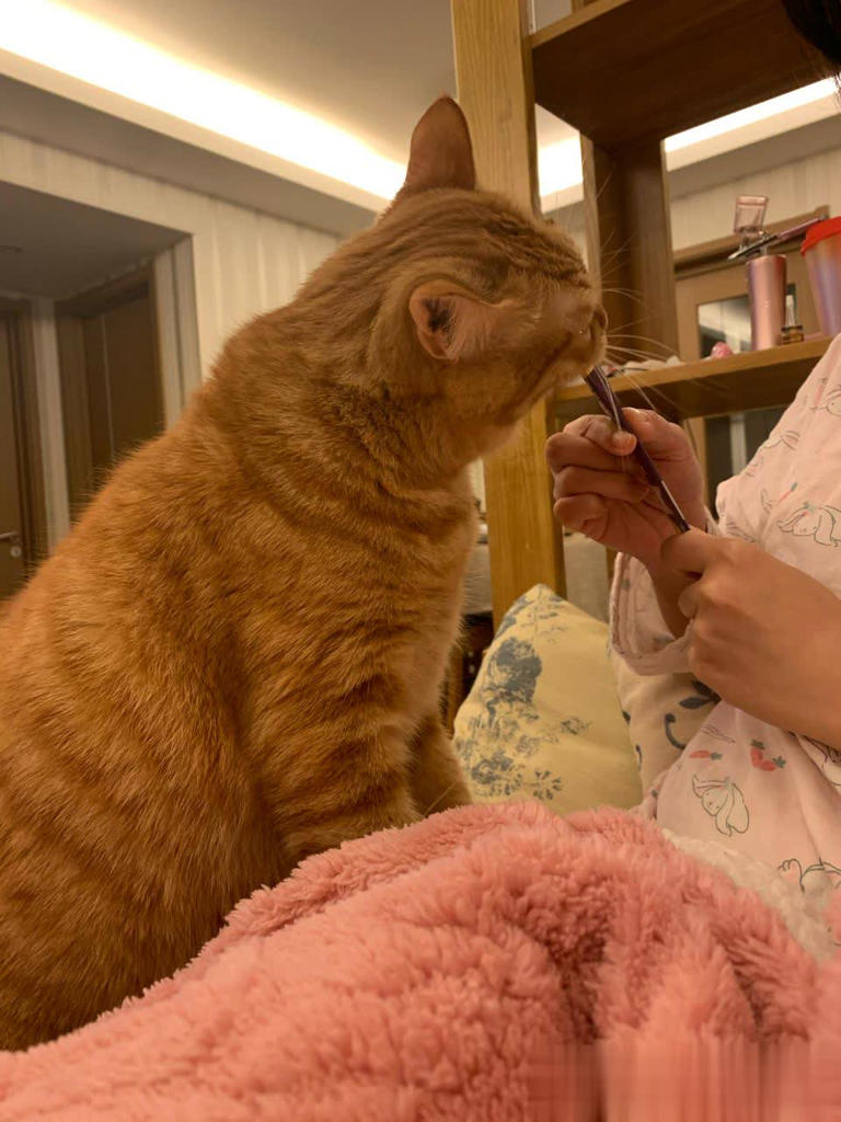 养猫久了才知道，你摸猫咪肚皮它会这么想