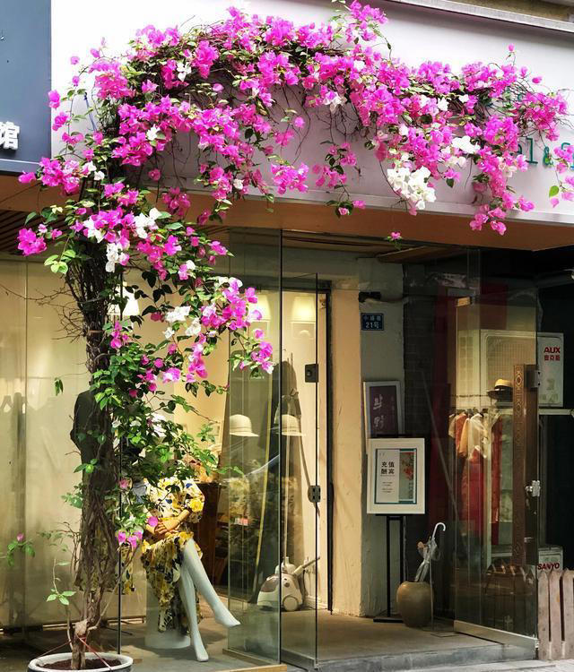 后悔“花墙爬藤”选早了，古人“花墙选花”有讲究，学会不踩坑