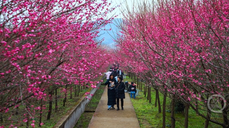 冬趣（562）｜上游主题摄影征稿作品展——张大圣作品